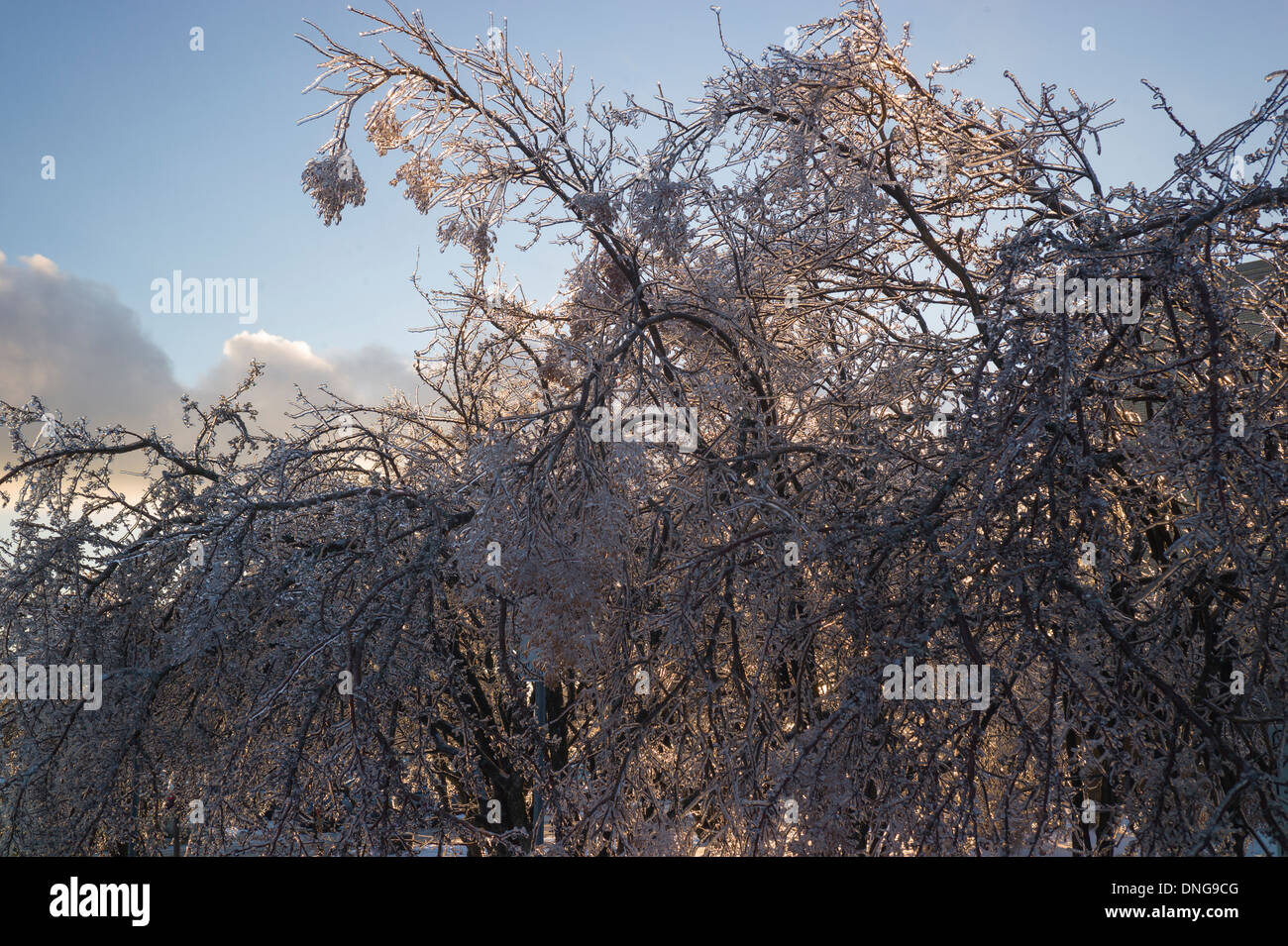 Trees covered by ice Stock Photo - Alamy
