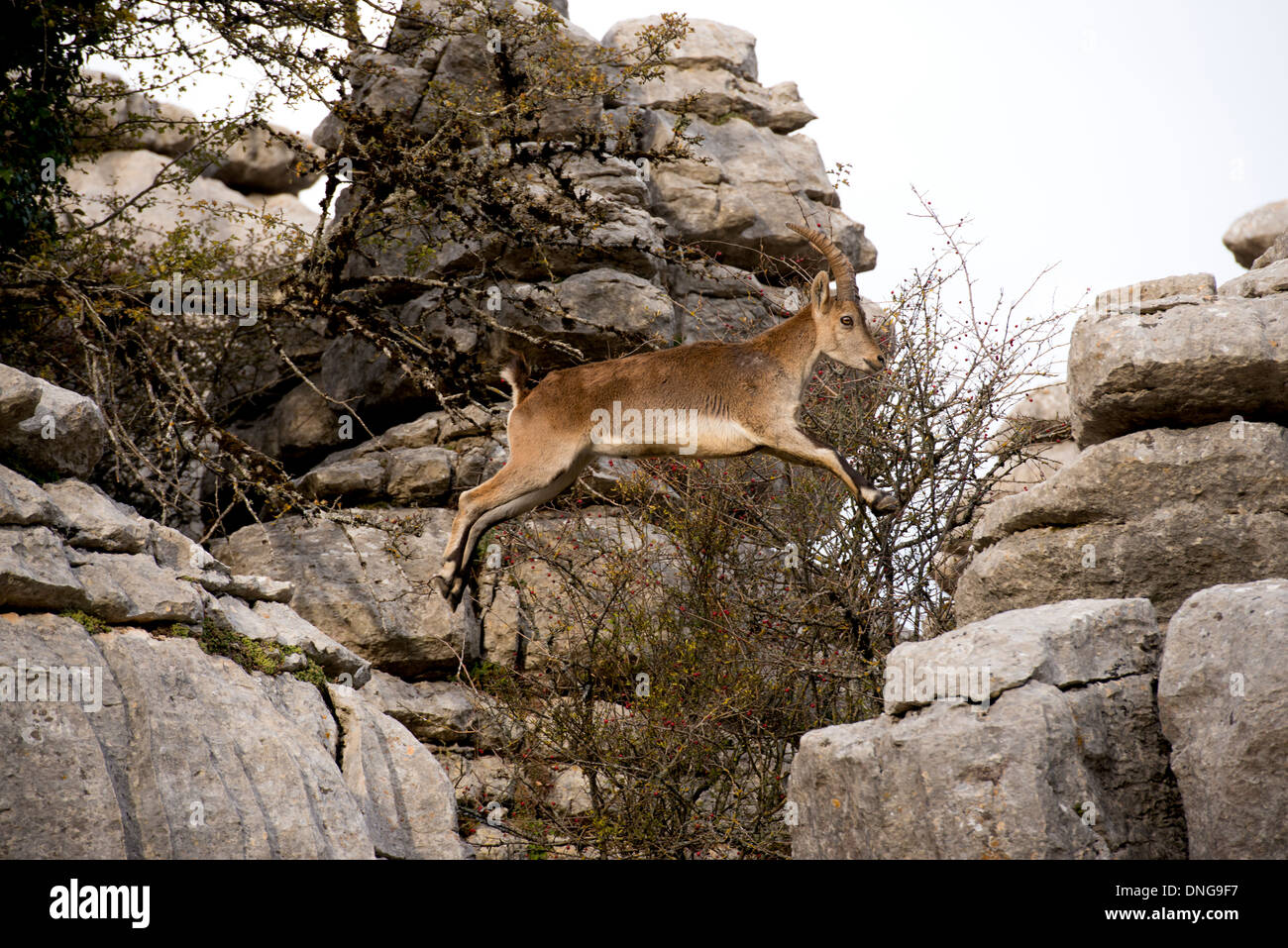 Male Spanish Ibex ( wild mountain goat ) in mid air jumping across gap ...