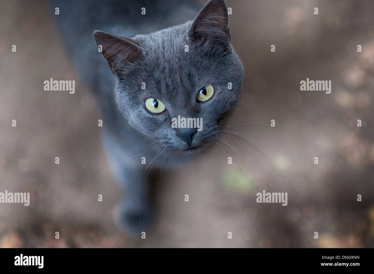 Grey cat - closeup portrait Stock Photo - Alamy