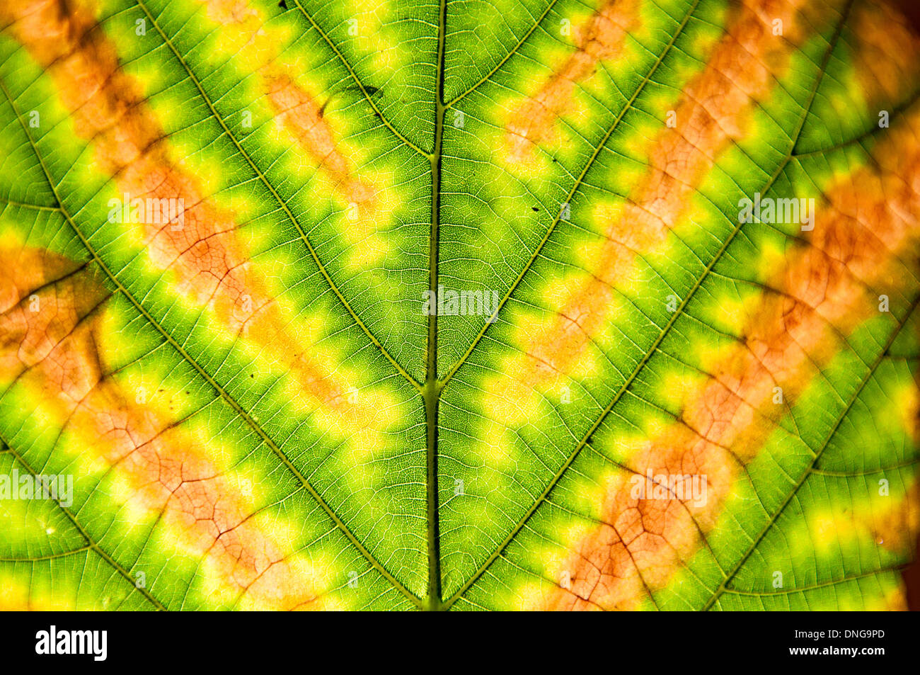Botanical background - an autumn turning yellow leaf close up, filling ...
