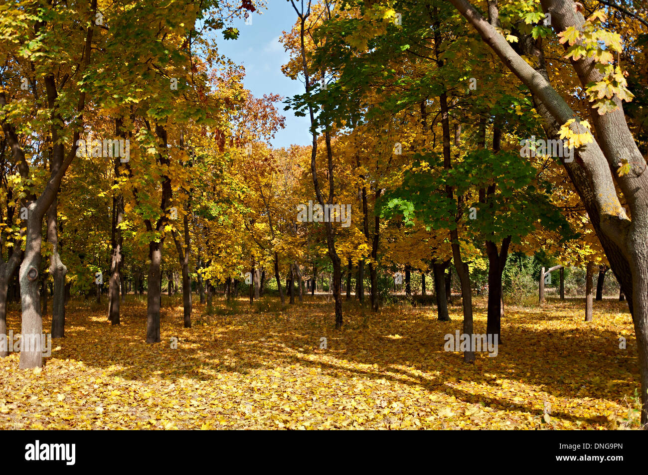 Landscape - Autumn Park, yellowing maple trees against a blue sky Stock Photo - Alamy