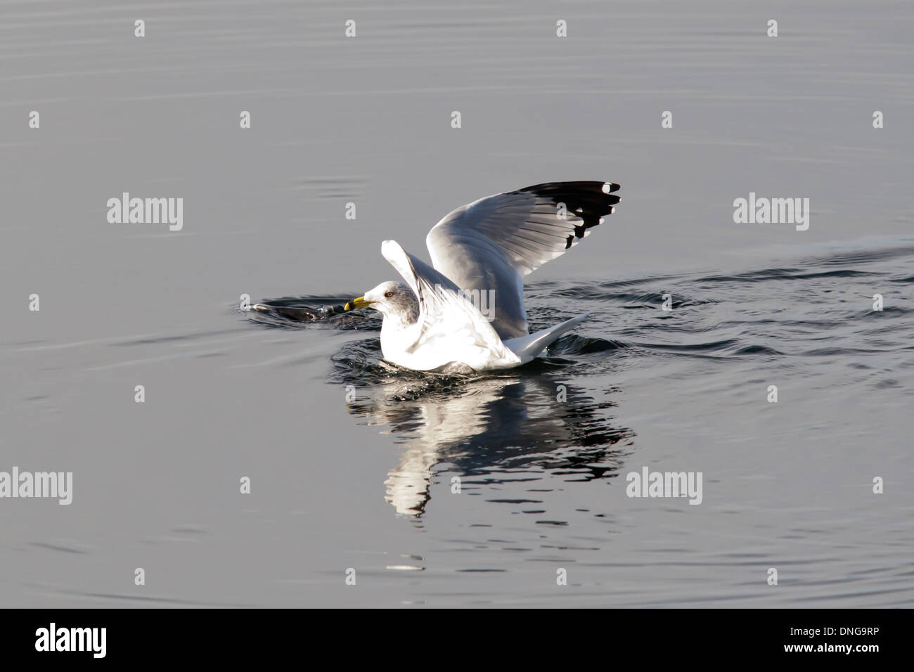 A herring gull just landed in water Stock Photo - Alamy