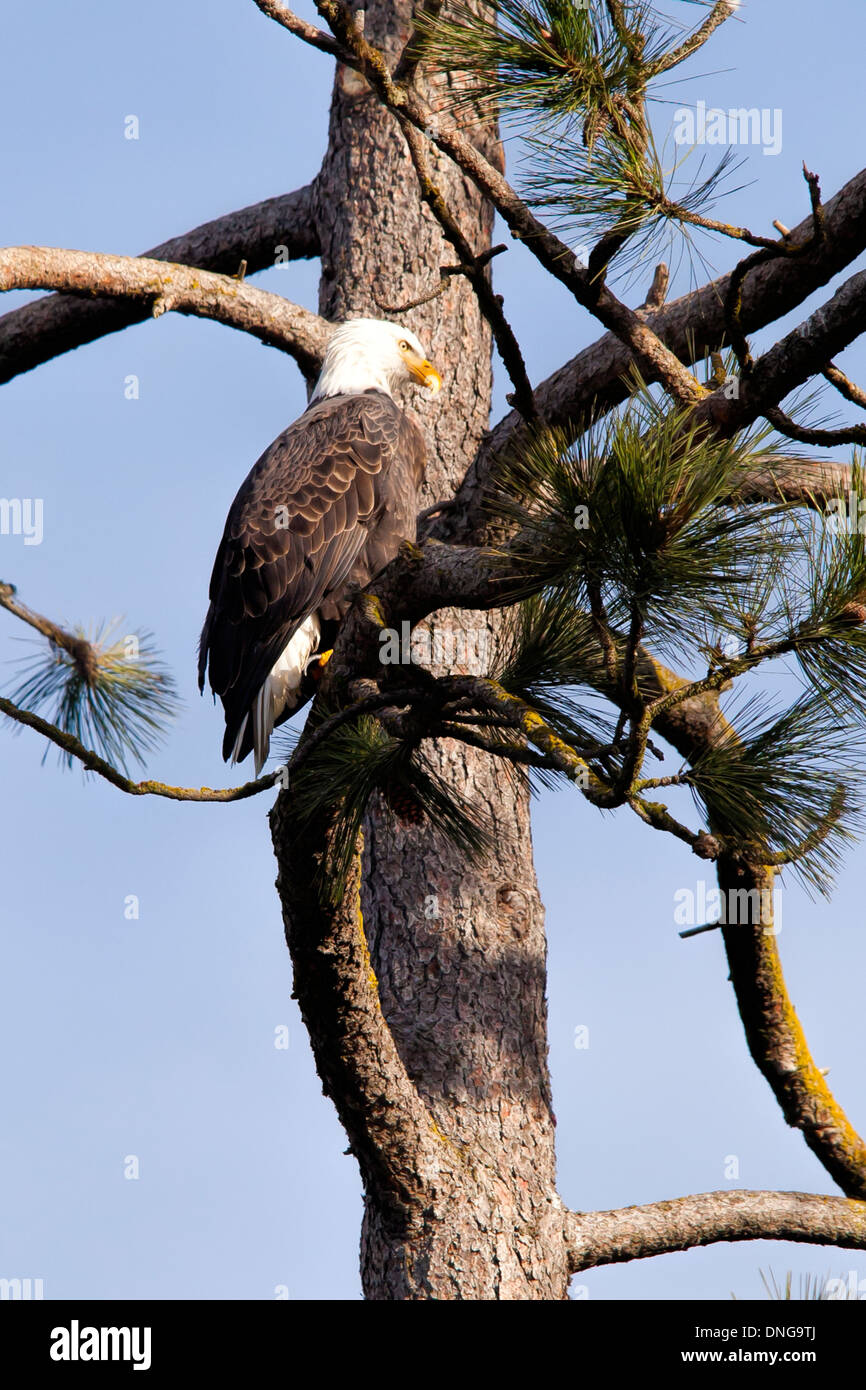Eagle in tree Stock Photo - Alamy