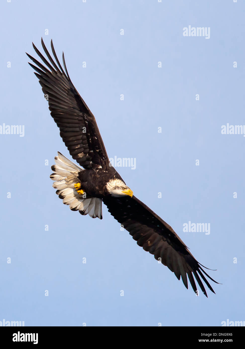 Eagle soaring in sky Stock Photo - Alamy