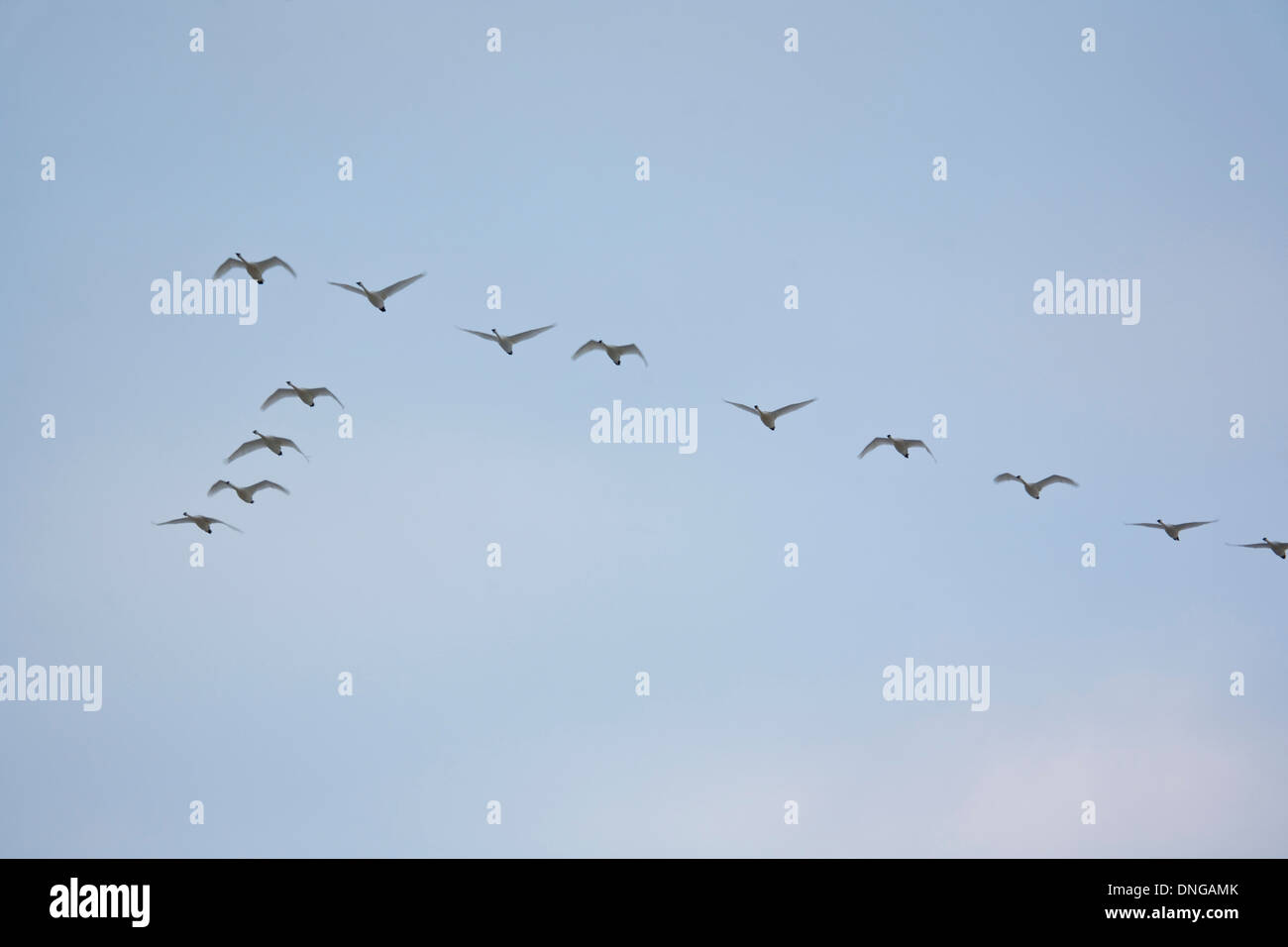 Trumpeter swans flying in formation against a pale blue sky in the ...