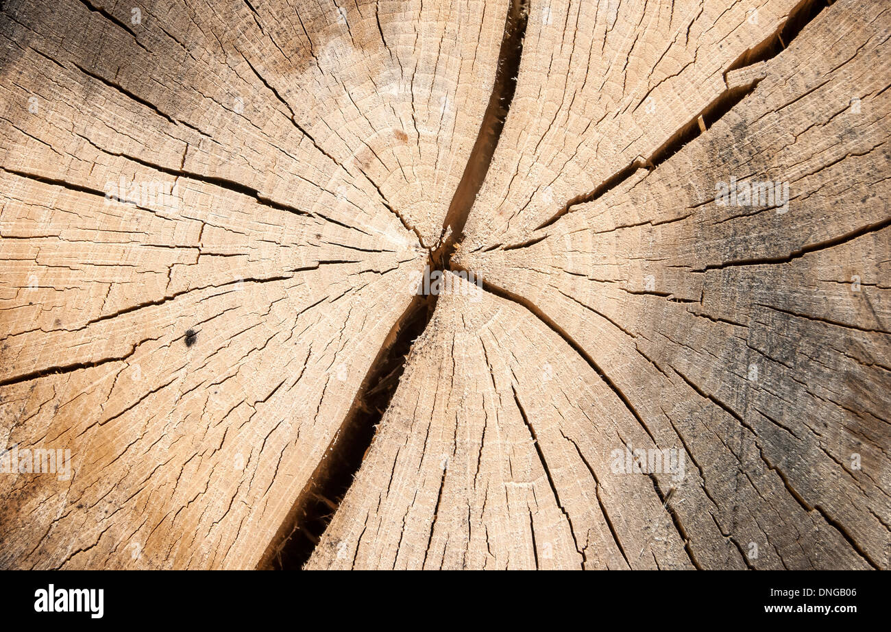 Oak log surface with cracks as background Stock Photo - Alamy