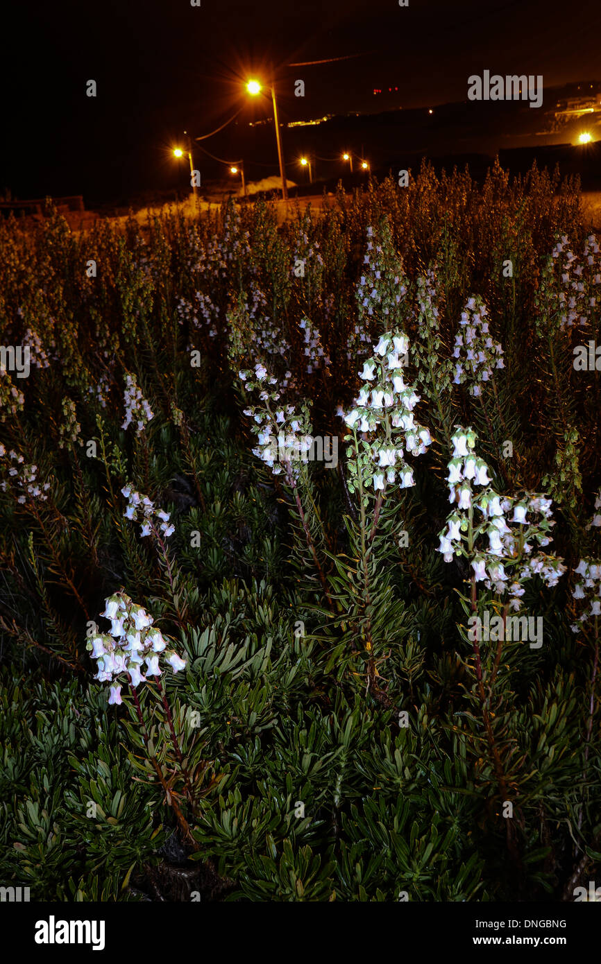 Night flower bells Stock Photo - Alamy
