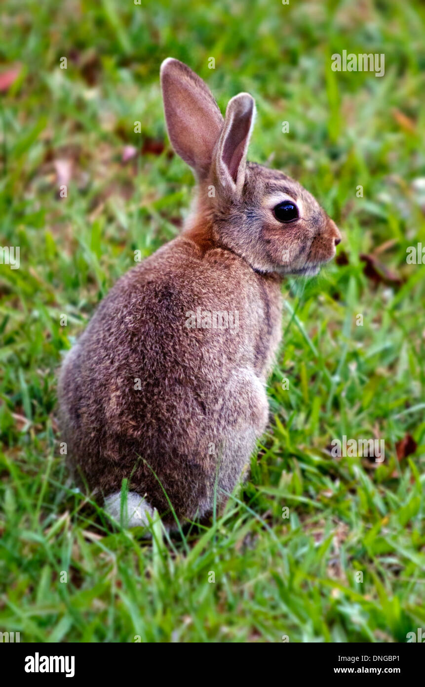 Rabbit Garden Eat High Resolution Stock Photography and Images - Alamy