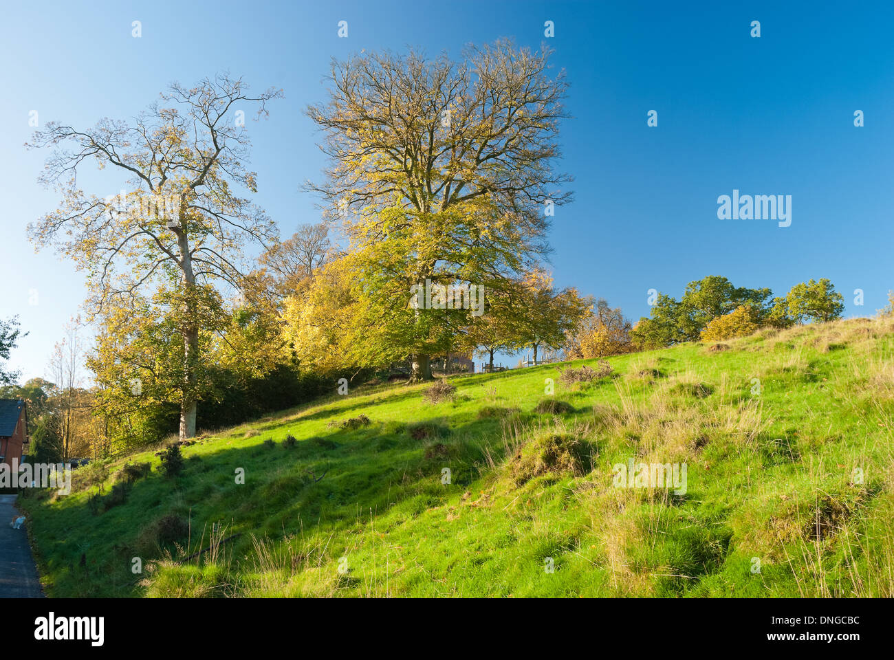 The English tree stand alone in the countryside Stock Photo - Alamy