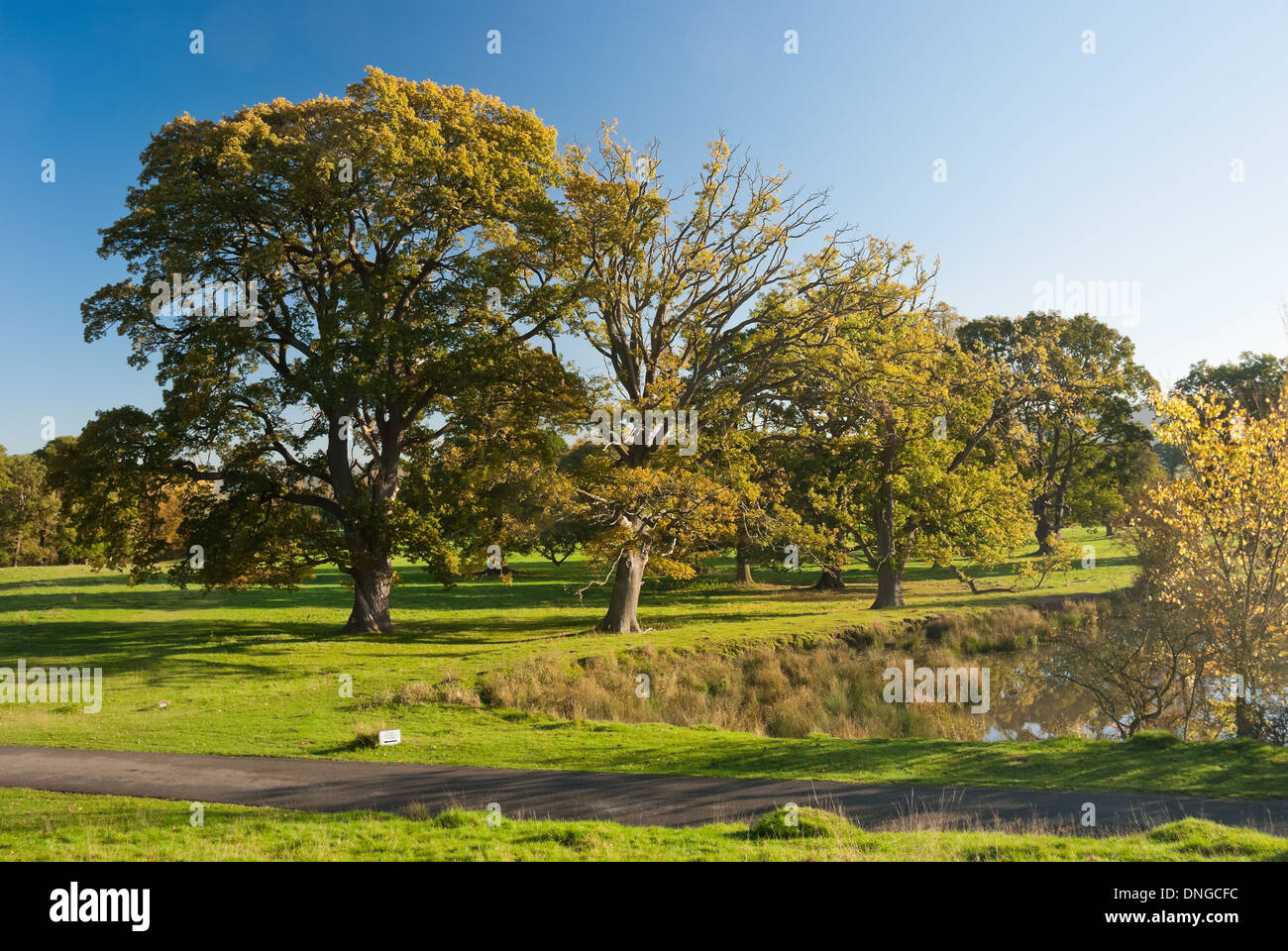 The English tree stand alone in the countryside Stock Photo - Alamy