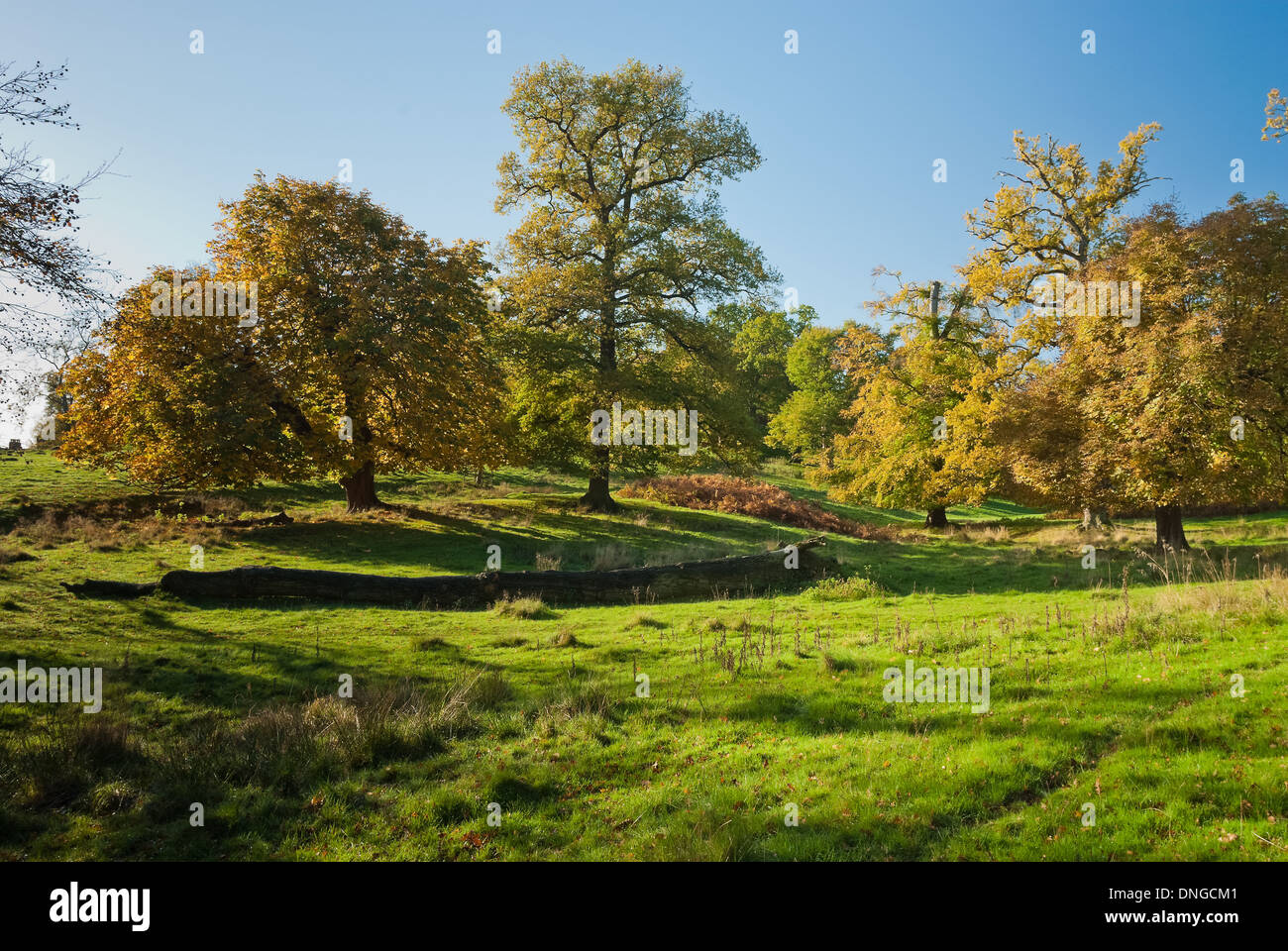 Grassland in wales hi-res stock photography and images - Alamy