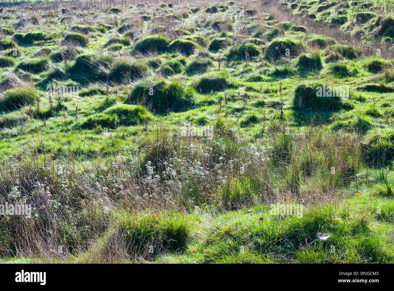 English meadow hi-res stock photography and images - Alamy