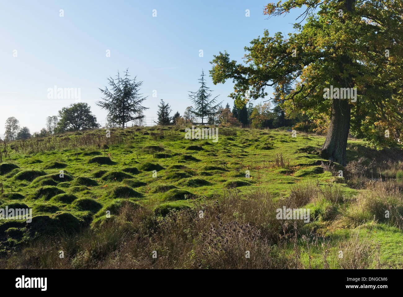English meadow hi-res stock photography and images - Alamy