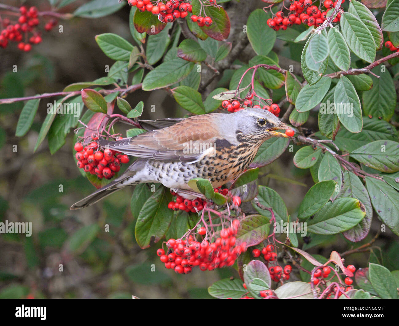 Bird eating berries uk hi-res stock photography and images - Alamy