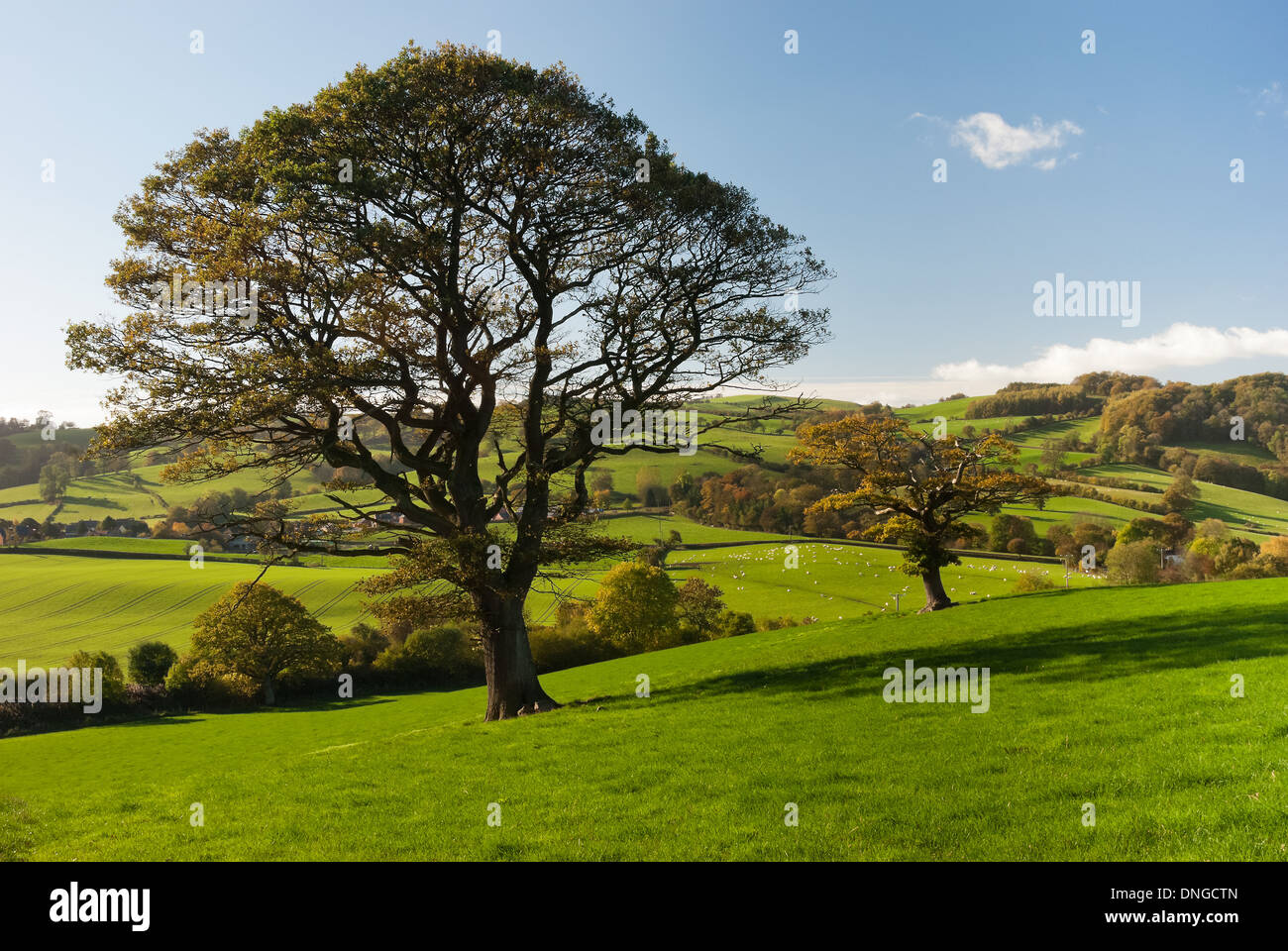 The English tree stand alone in the countryside Stock Photo - Alamy