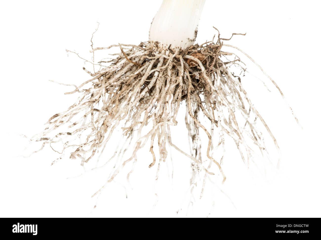 Small leek white isolated studio shot Stock Photo - Alamy