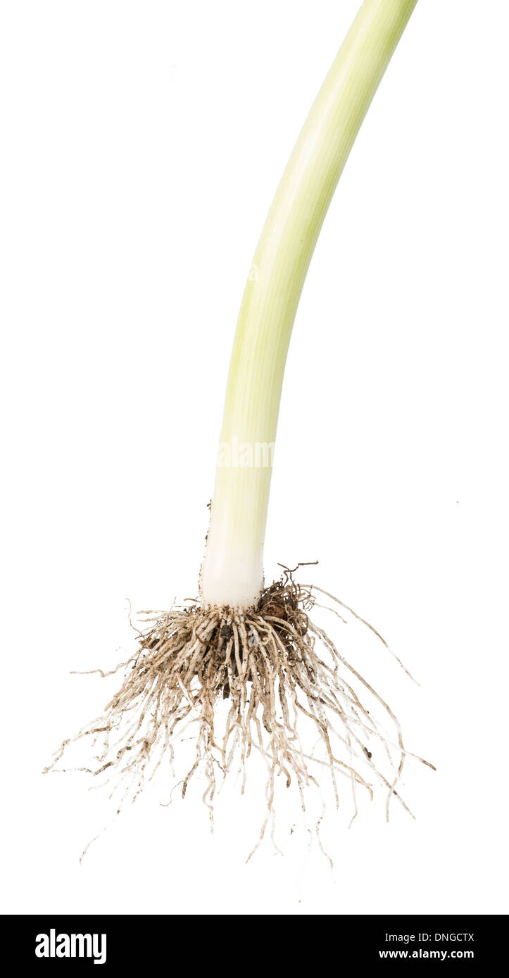 Bunch Of Leeks Studio High Resolution Stock Photography and Images - Alamy