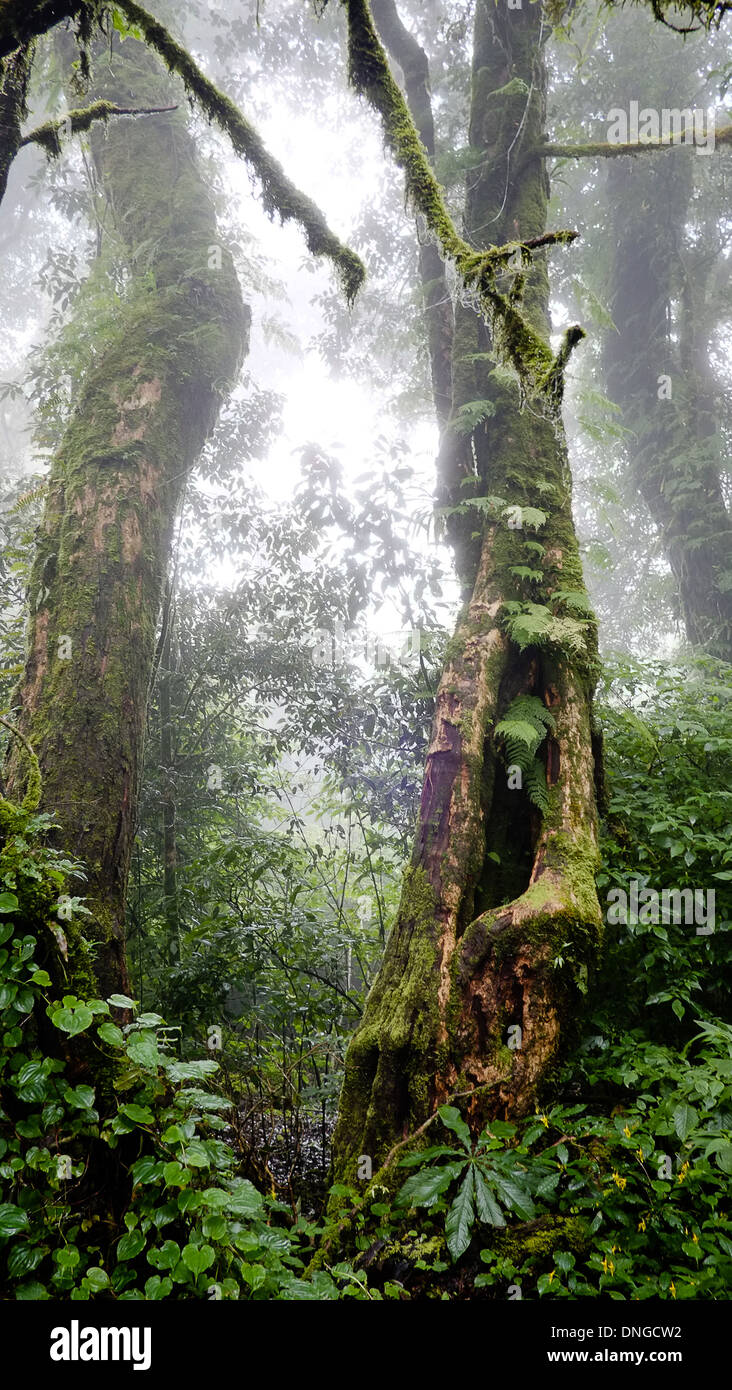 Rain forest trees hi-res stock photography and images - Alamy
