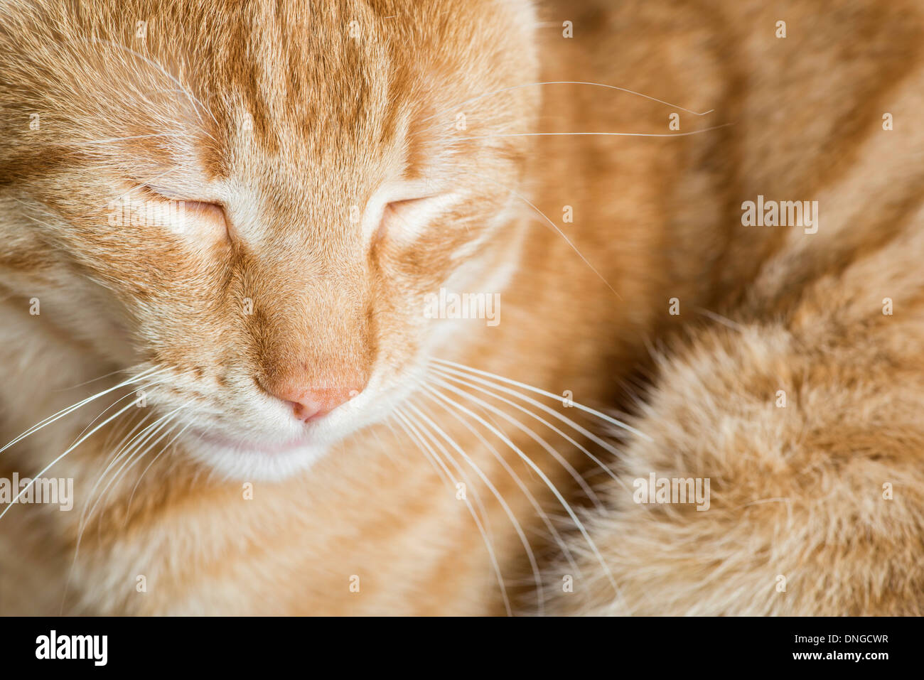 Sleeping orange cat. Close up shot Stock Photo - Alamy