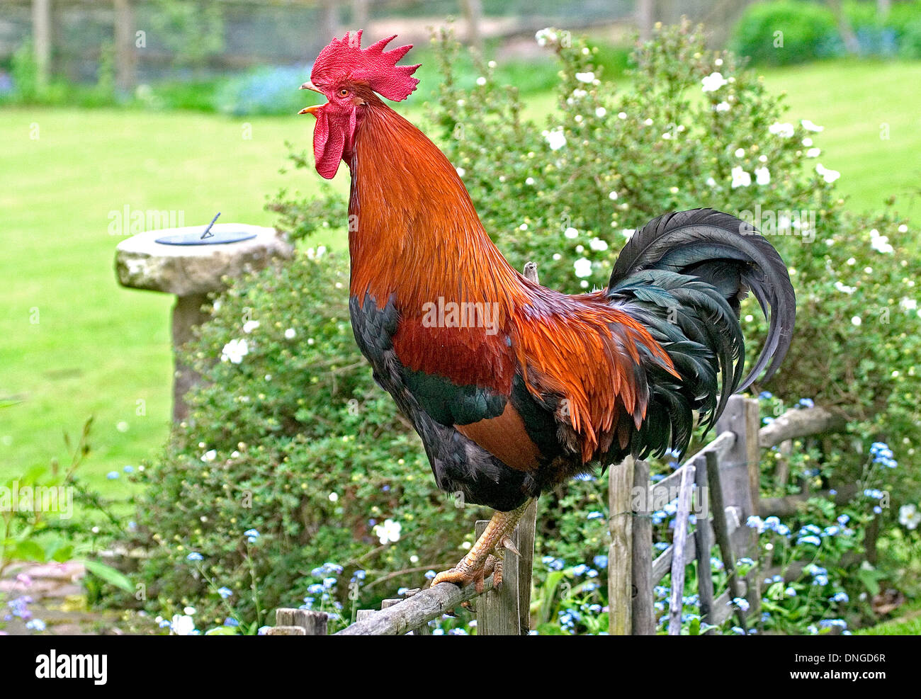 Welsummer Rooster