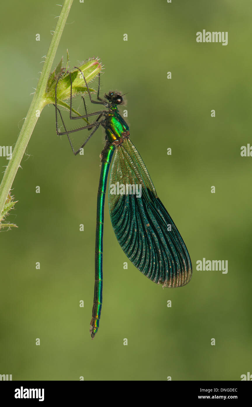 Dragon insect hi-res stock photography and images - Alamy