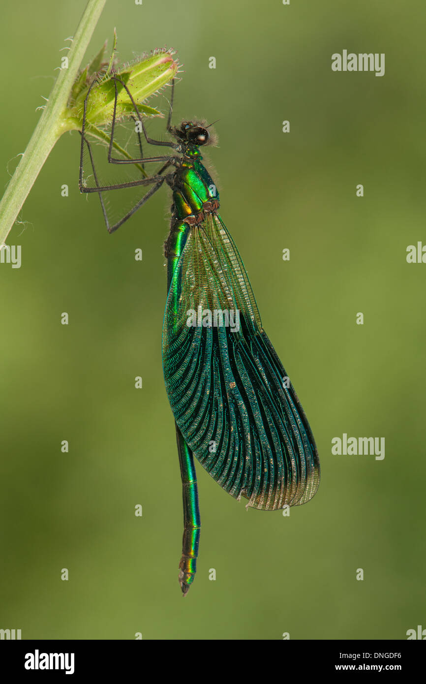 Dragon insect hi-res stock photography and images - Alamy