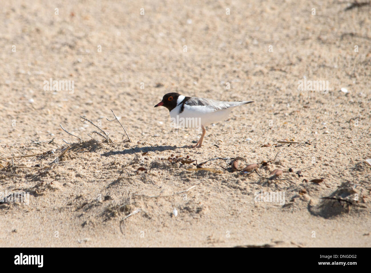 hooded polver bird nesting on the east coast of australia endangered ...