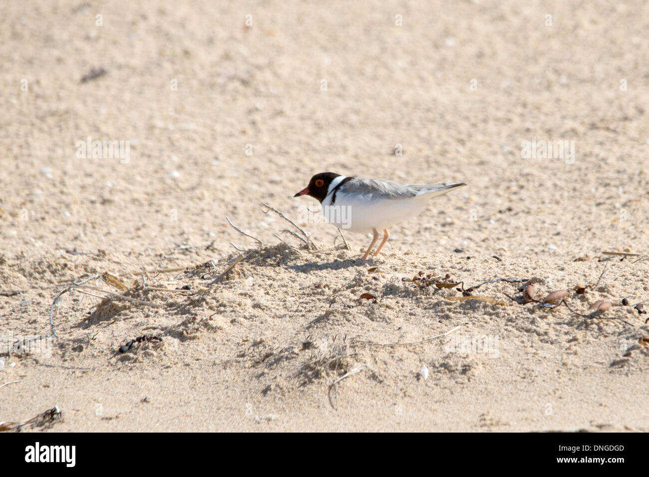 Australian endangered species hi-res stock photography and images - Alamy