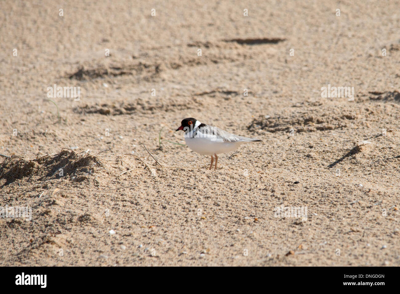 Australian endangered species hi-res stock photography and images - Alamy