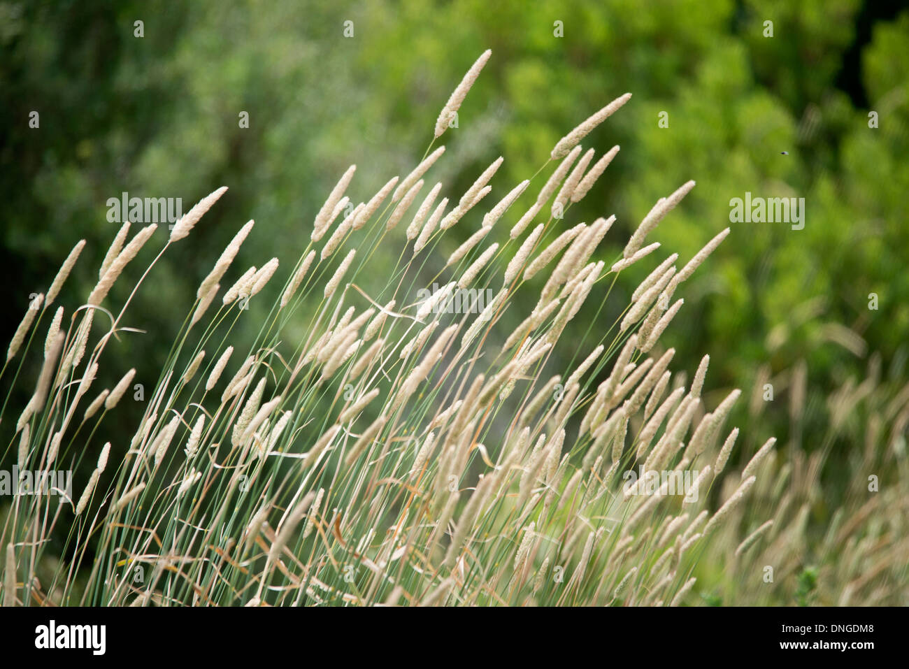 Long grass hi-res stock photography and images - Alamy