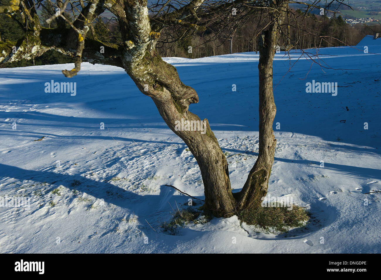 Two stems hi-res stock photography and images - Alamy