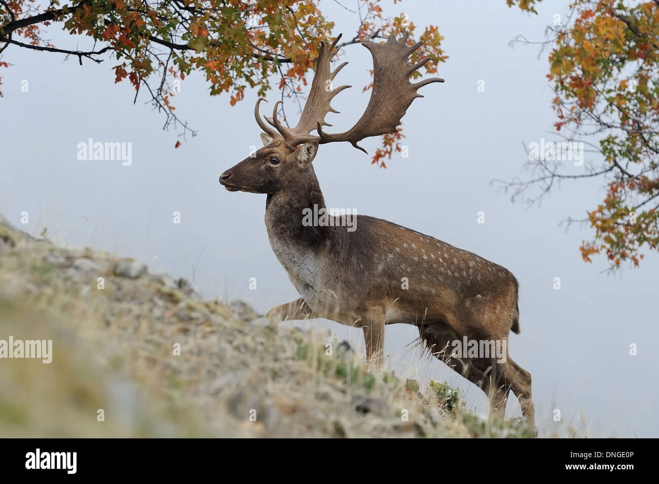 Fallow deer with big horns Stock Photo - Alamy