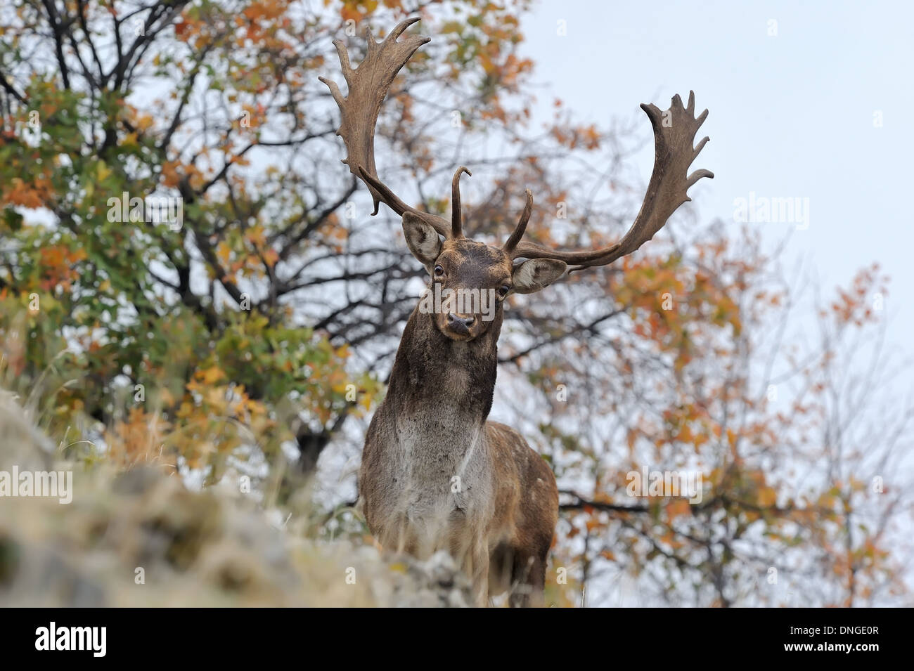 Fallow deer male big horns hi-res stock photography and images - Alamy