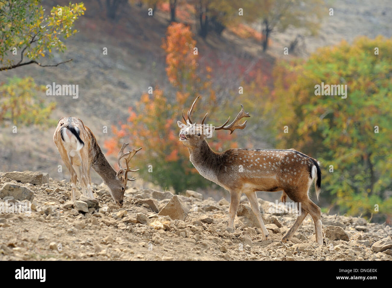 Fallow deer during the rutting season Stock Photo - Alamy