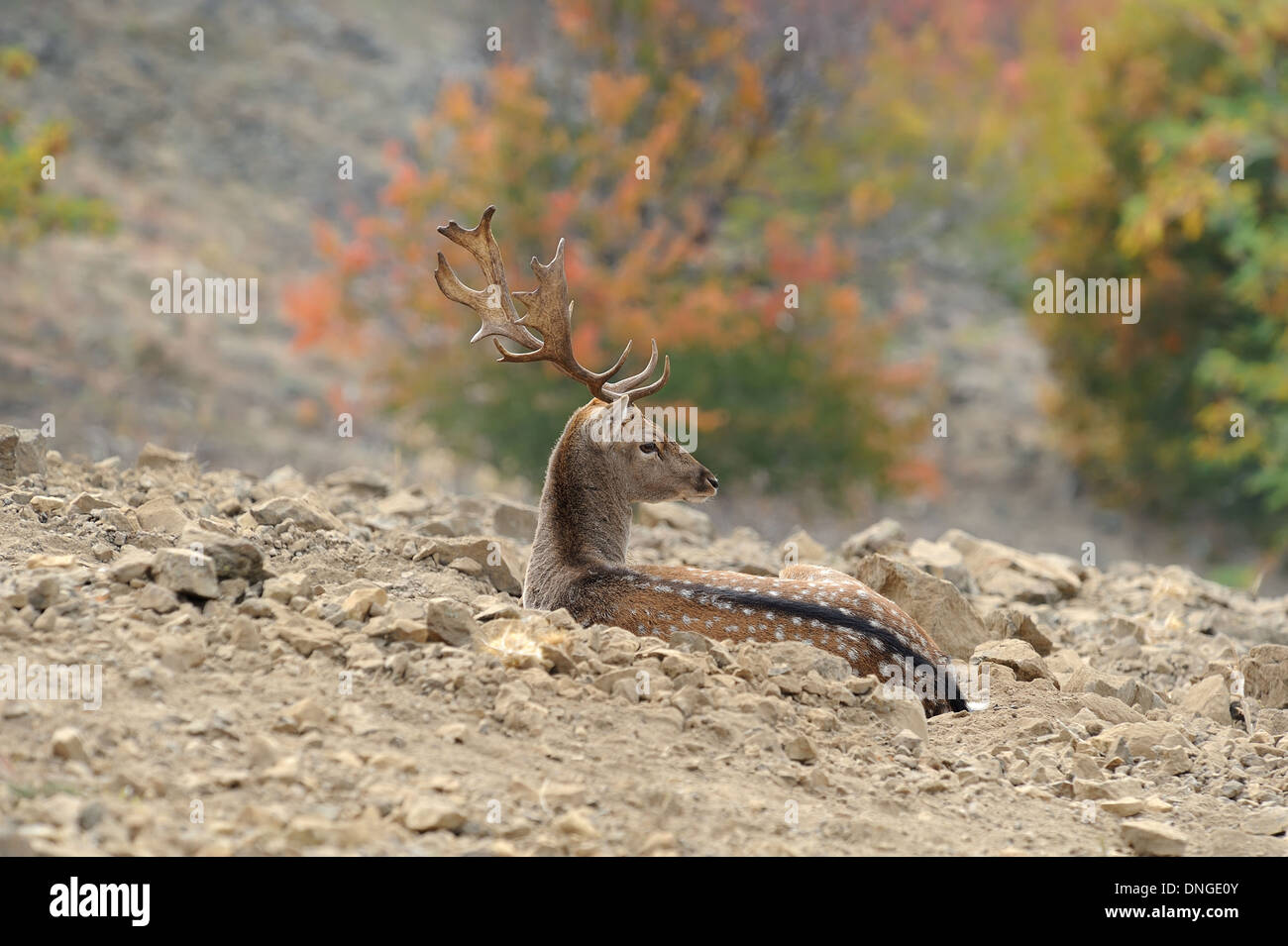 Fallow deer male big horns hi-res stock photography and images - Alamy