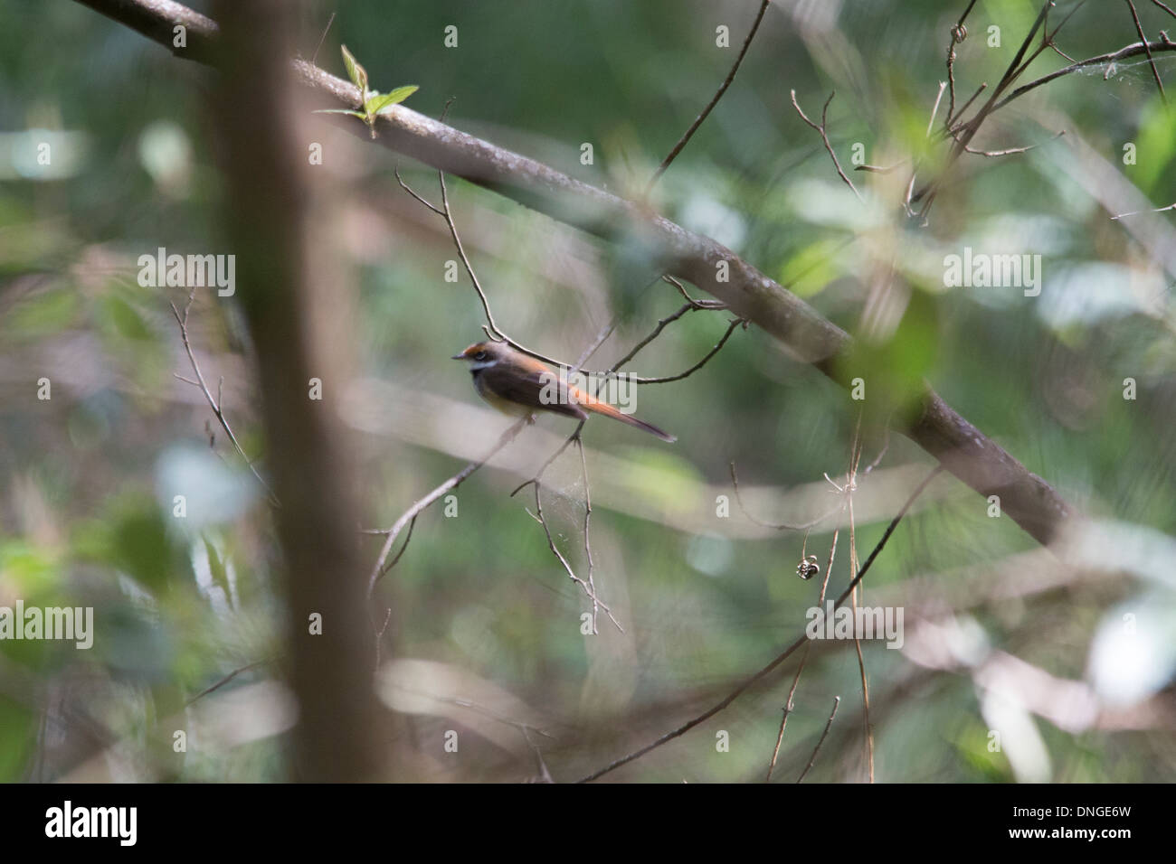 Australian Native Birds in natural bush lands - close ups Stock Photo ...