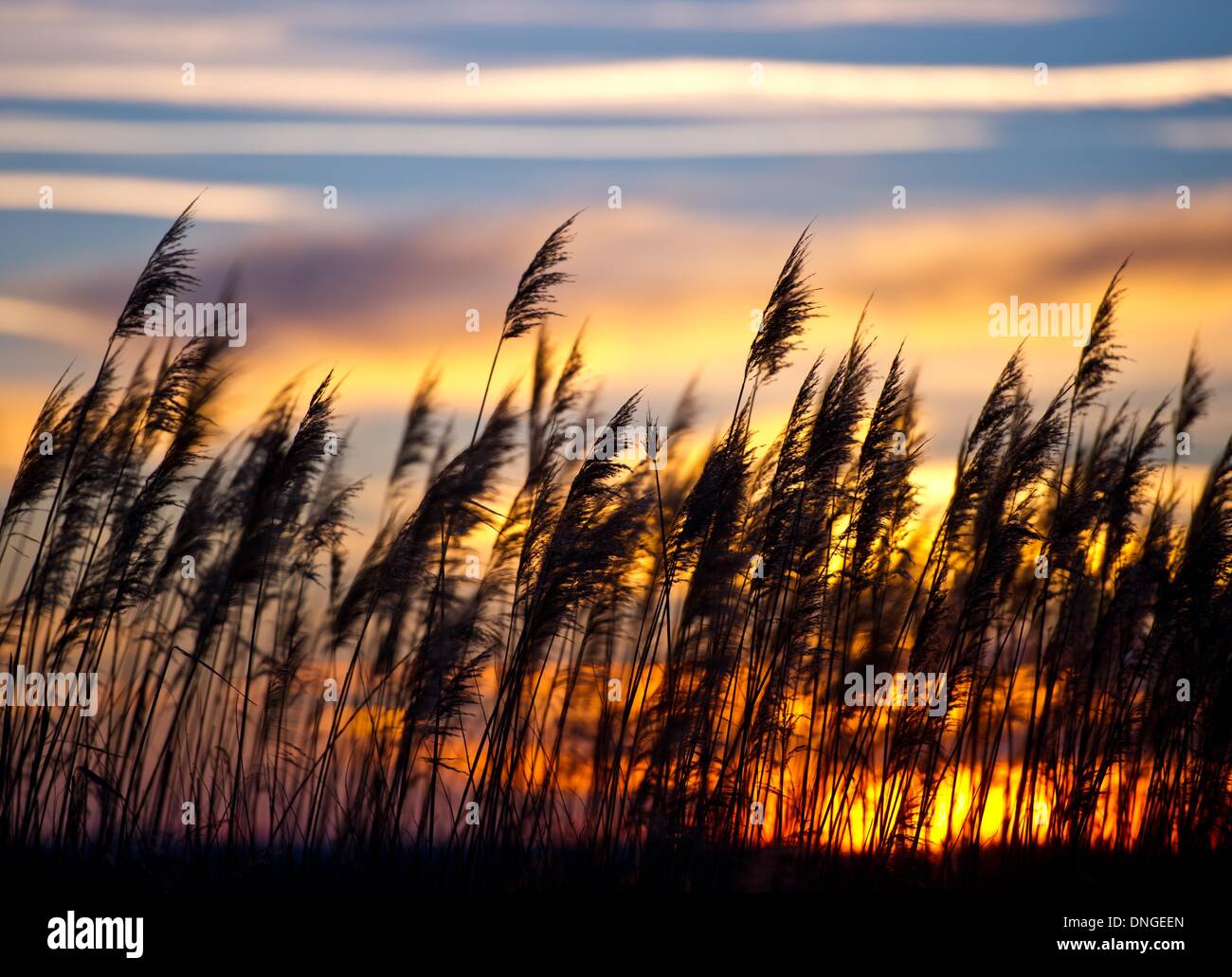 Briesen, Germany. 27th Dec, 2013. Reeds are silhouetted against the ...