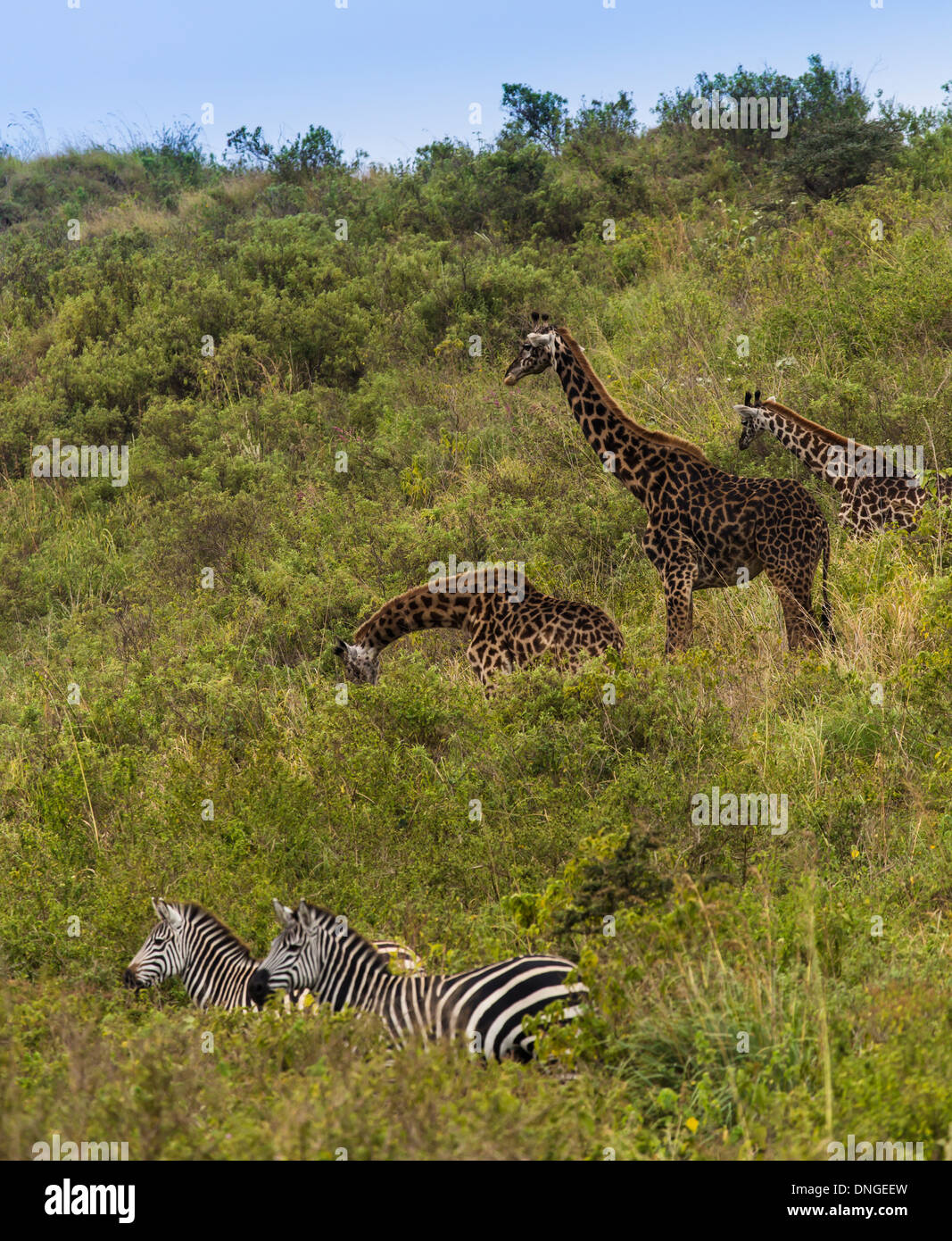 Wildebeest zebra giraffe migration hi-res stock photography and images ...