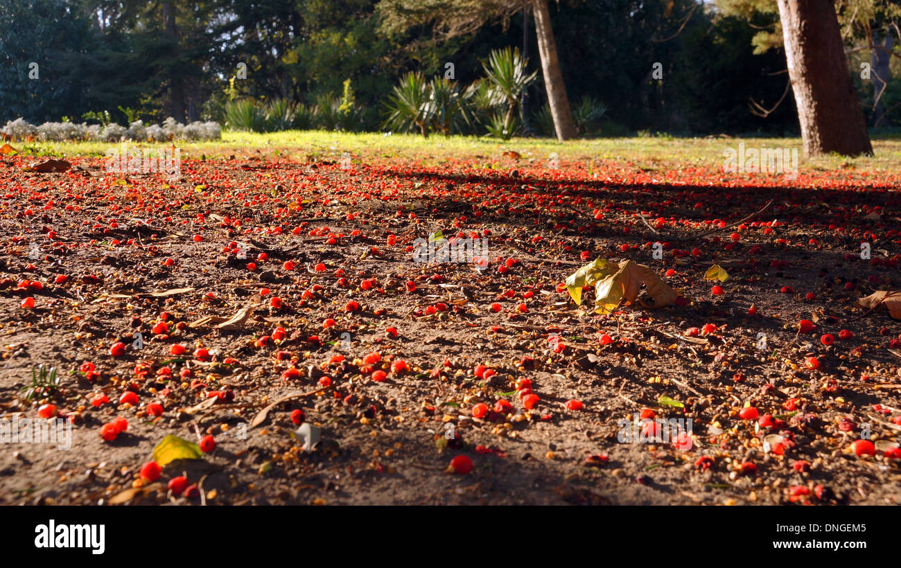 Leaves under trees hi-res stock photography and images - Alamy