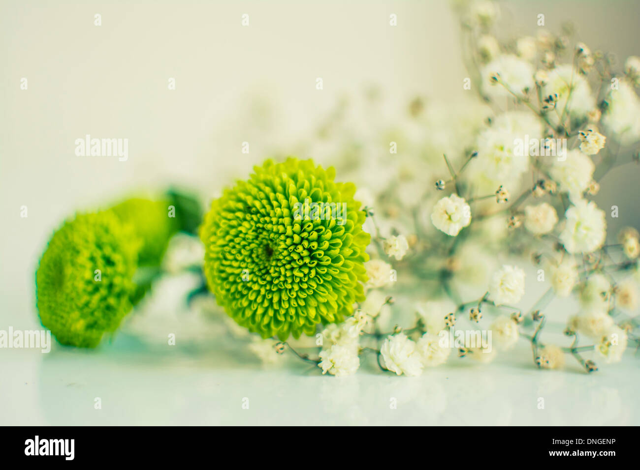 Delicate surface hi-res stock photography and images - Alamy