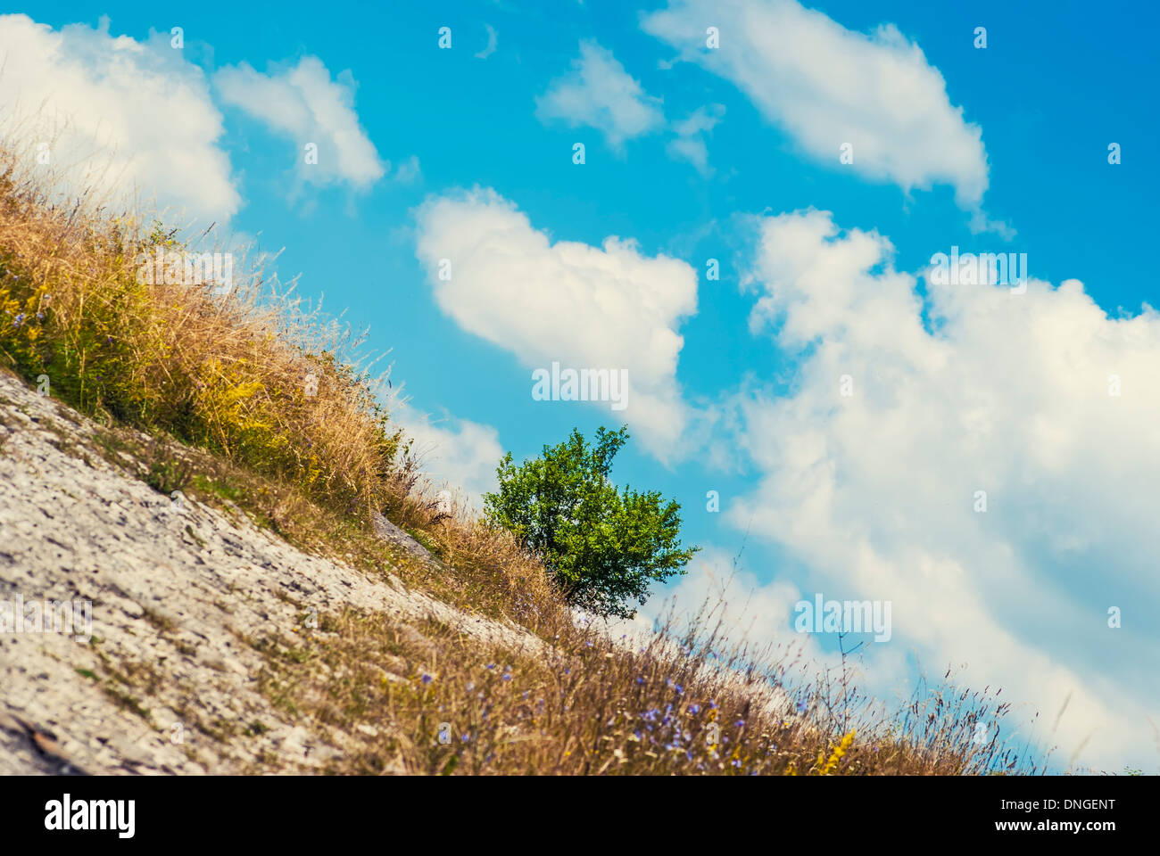 path in the meadow Stock Photo - Alamy