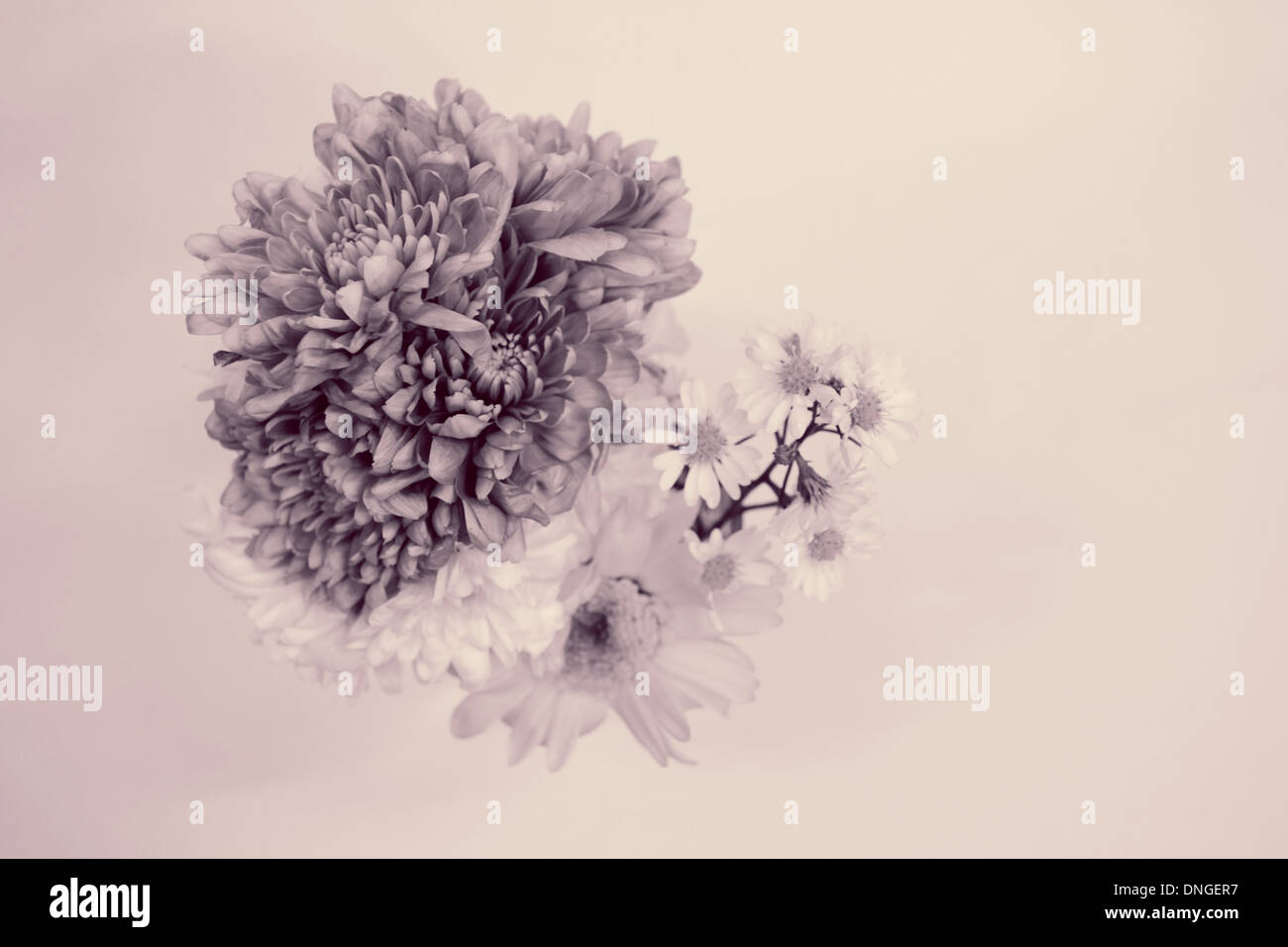 Monotone hi-res stock photography and images - Alamy