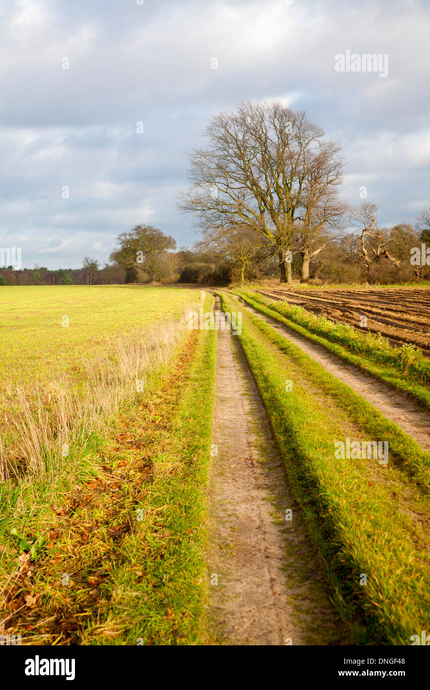Suffolk Sandlings winter landscape with path across fields leading into ...