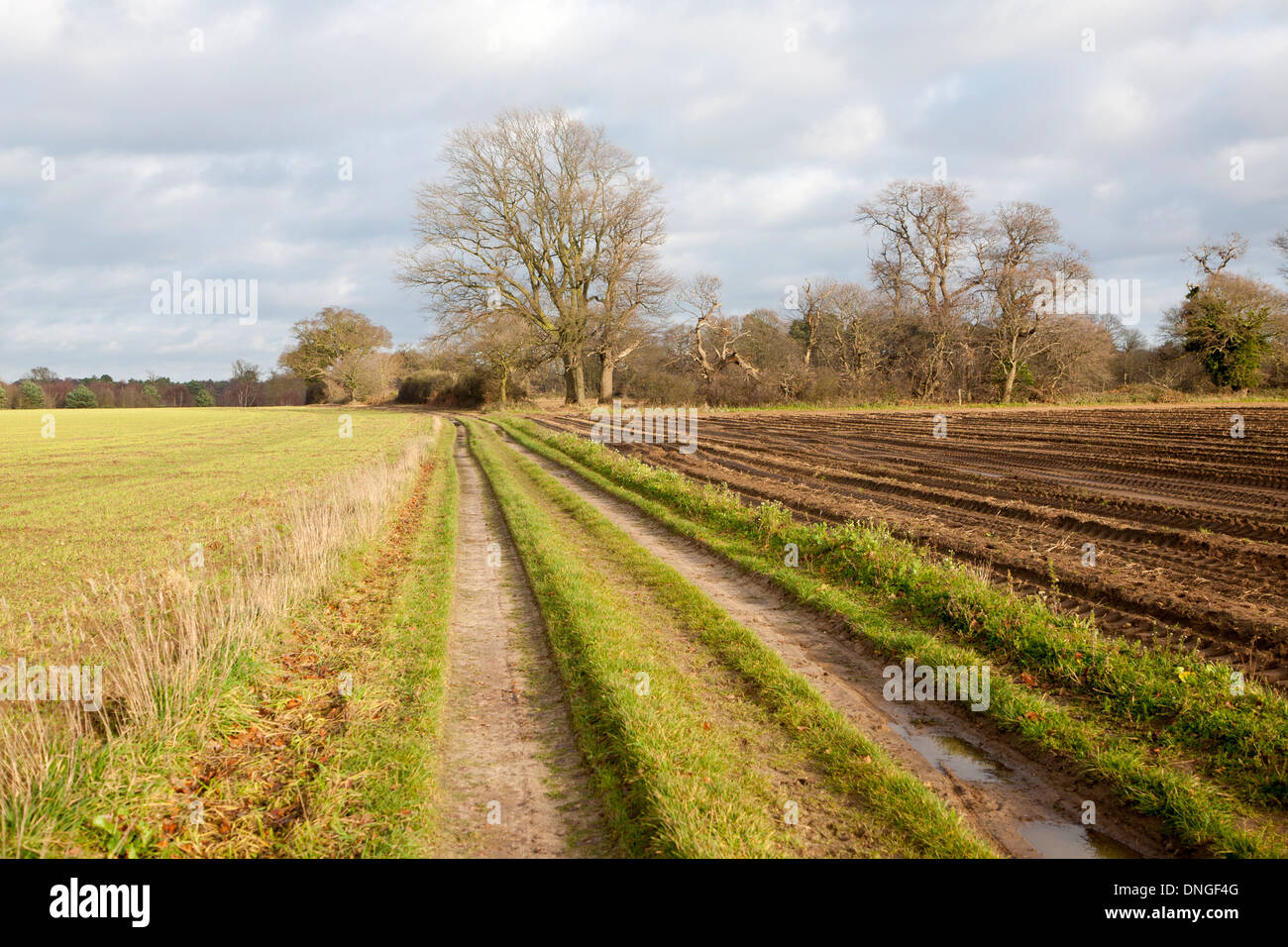 Suffolk Sandlings winter landscape with path across fields leading into ...