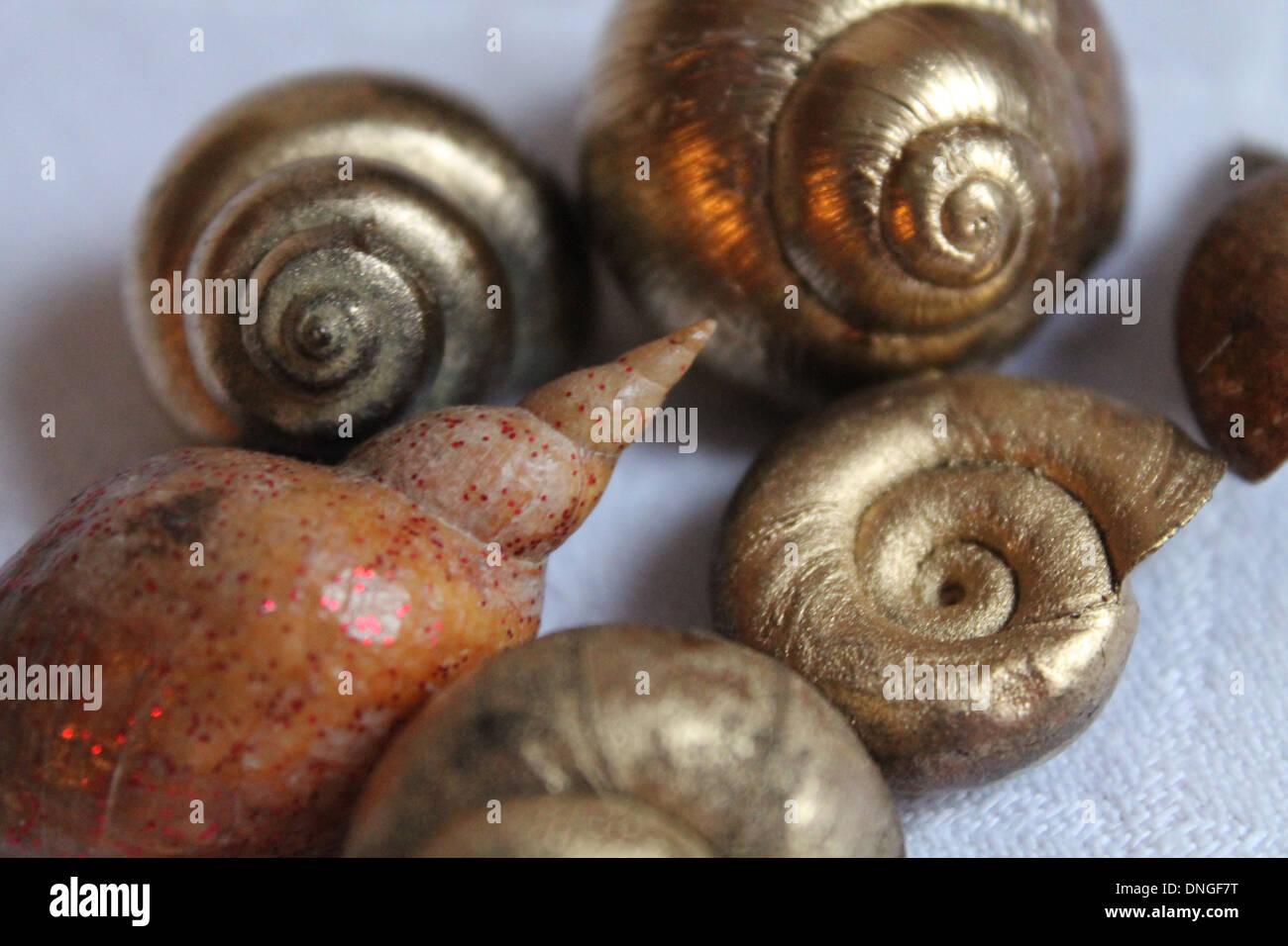 Horn shells hi-res stock photography and images - Alamy