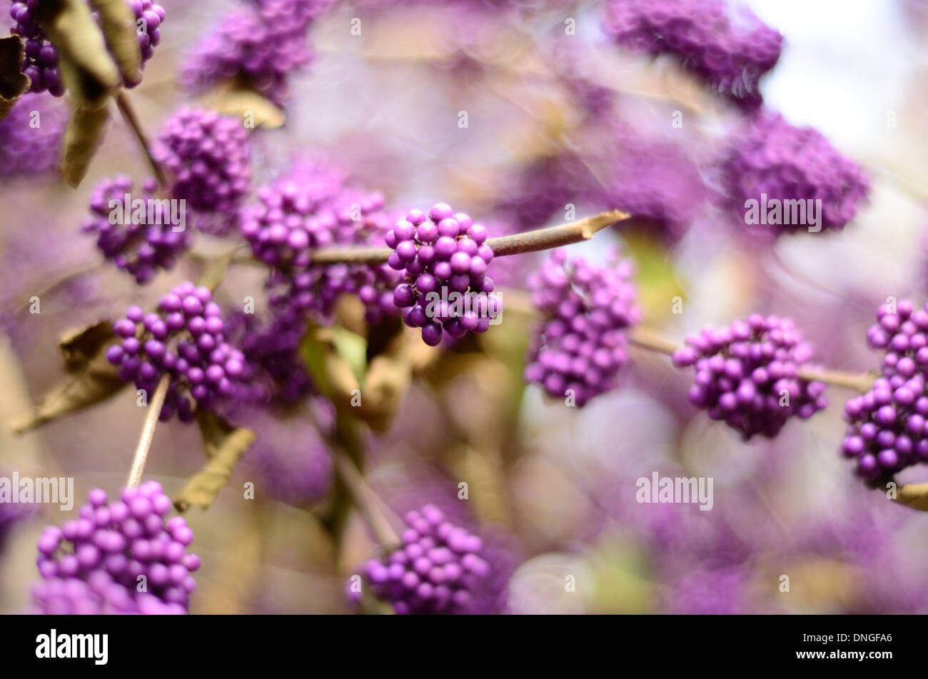 Berries field hi-res stock photography and images - Alamy