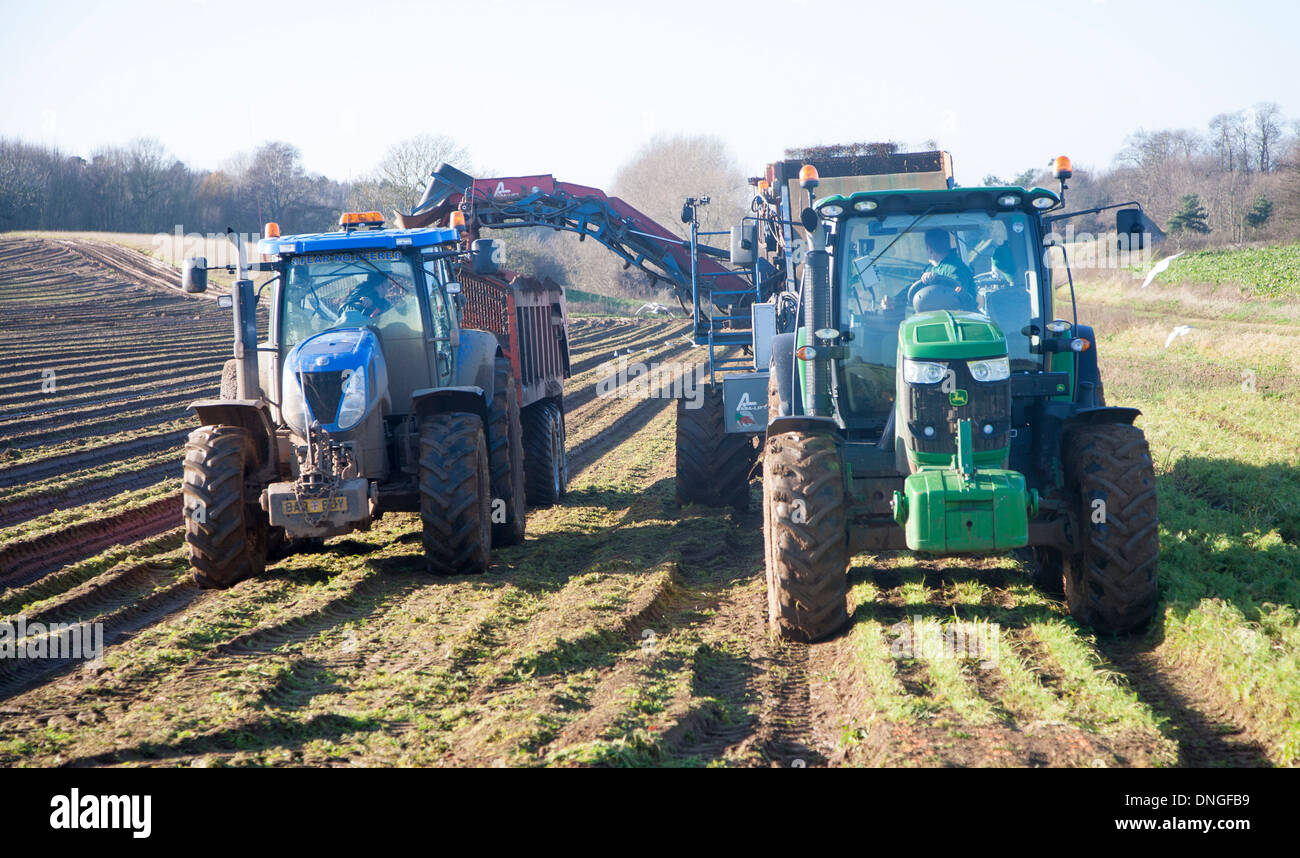 Farm machinery harvesting a winter carrot crop in a field, Ramsholt ...