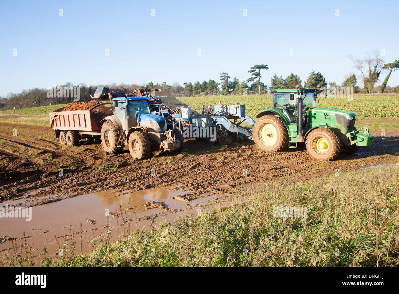 Farm machinery harvesting a winter carrot crop in a field, Ramsholt ...