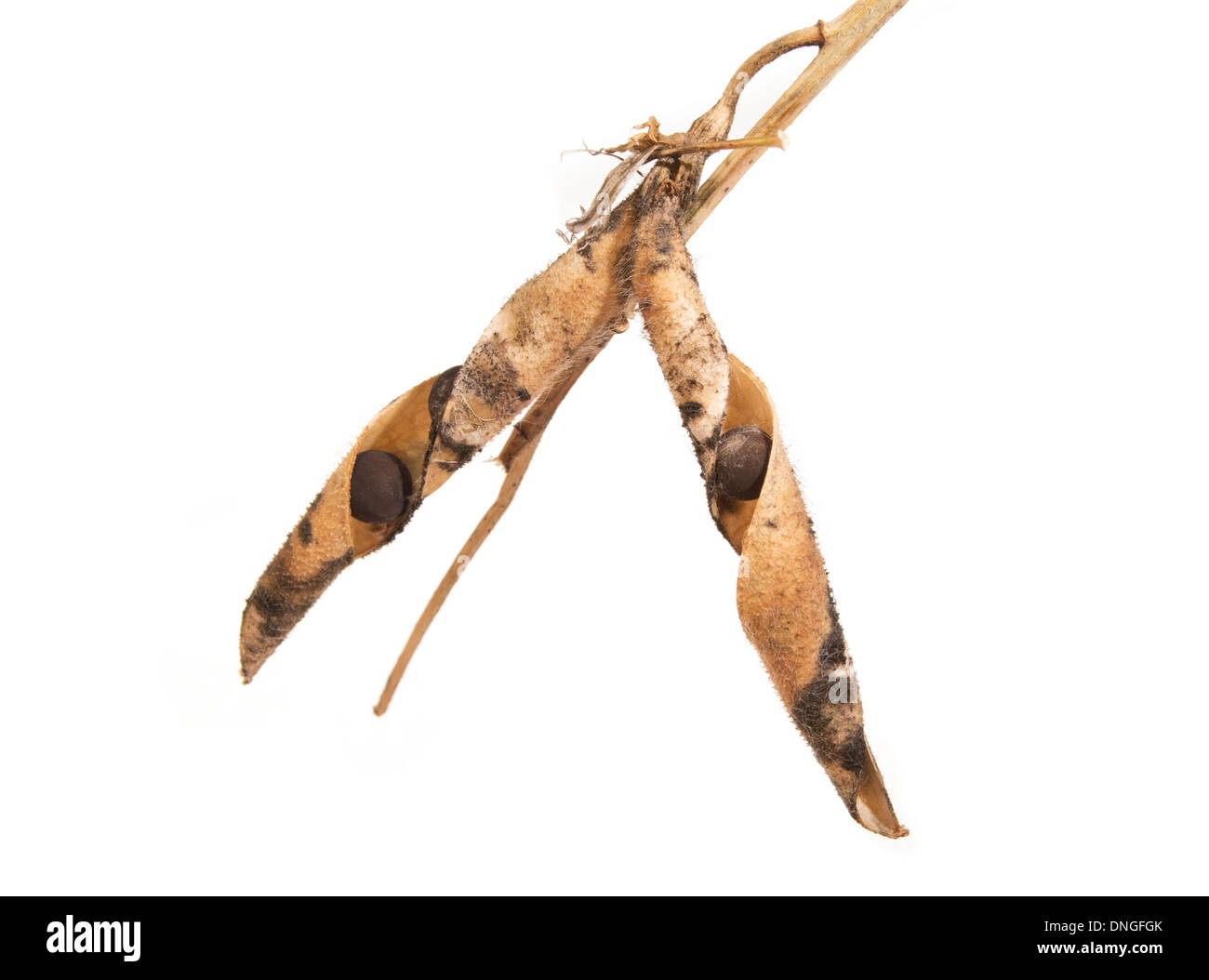 Close up of mature sweet pea (Lathyrus odoratus) seed pods with seeds ...