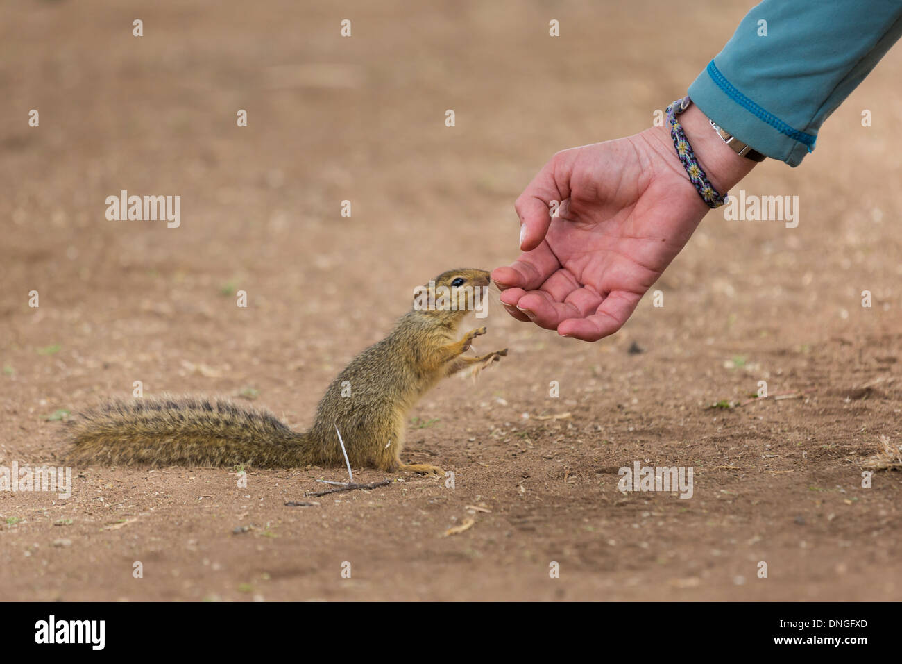 Playful squirrel interacting with woman Stock Photo - Alamy